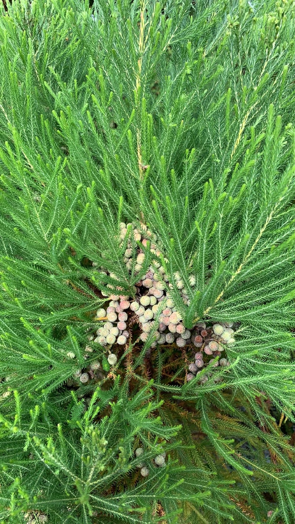 Berzelia lanuginosa - PictureThis
