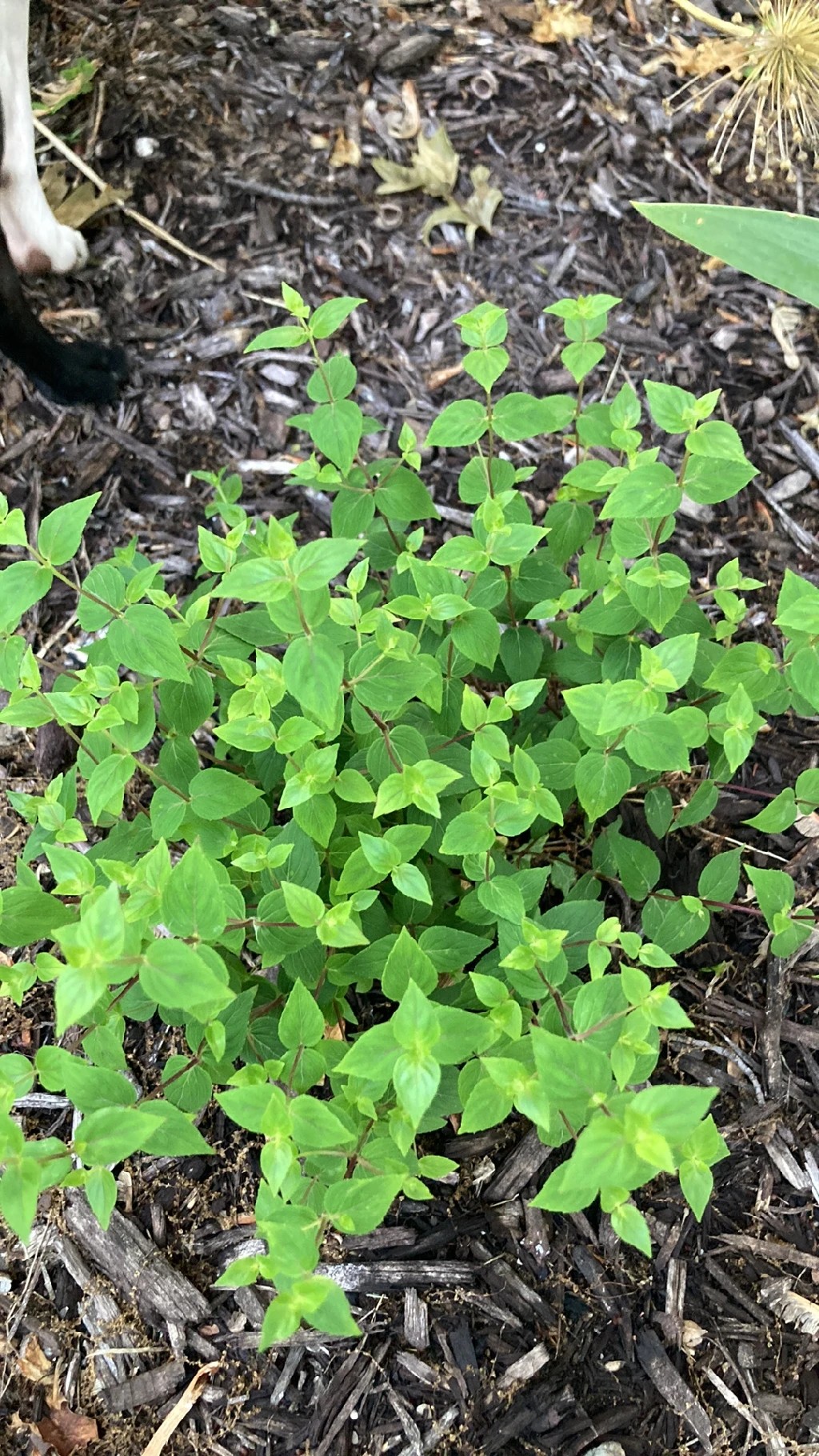 Common dittany (Cunila origanoides) Flower, Leaf, Care, Uses - PictureThis