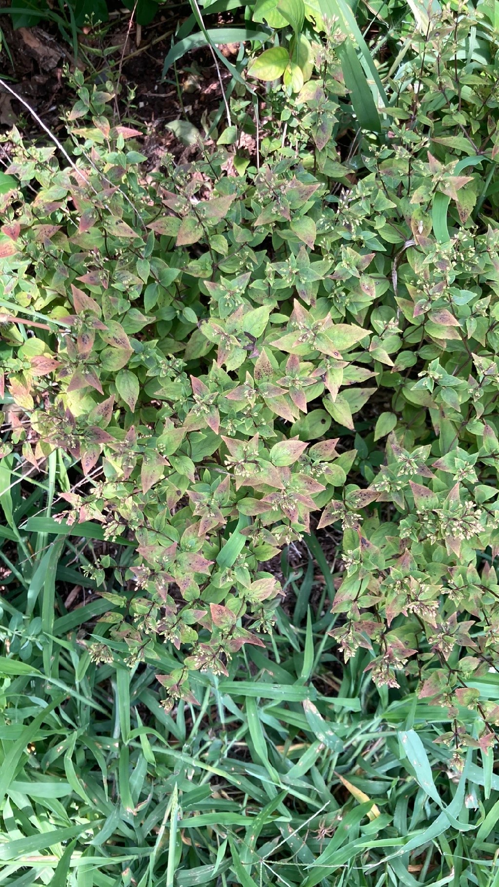 Common dittany (Cunila origanoides) Flower, Leaf, Care, Uses - PictureThis