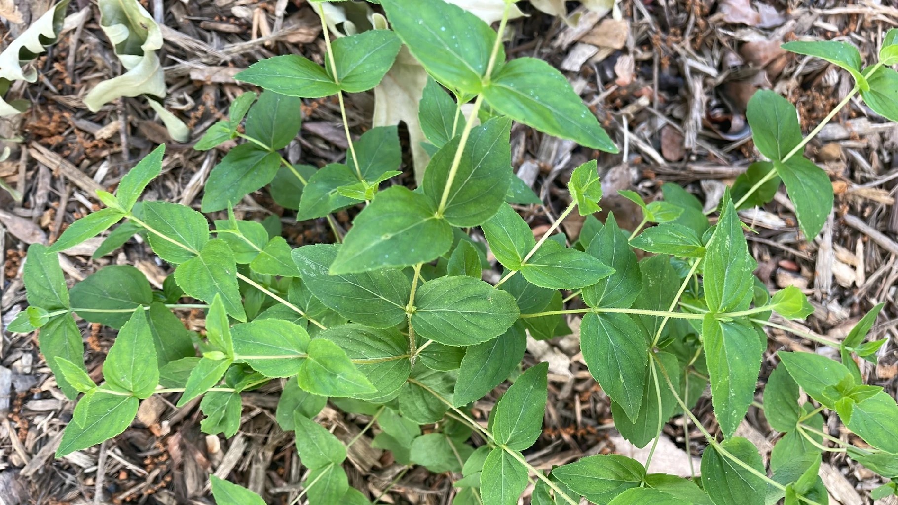 Common dittany (Cunila origanoides) Flower, Leaf, Care, Uses - PictureThis