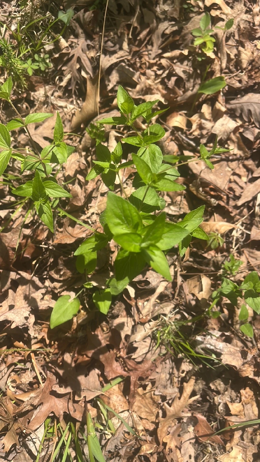 Common dittany (Cunila origanoides) Flower, Leaf, Care, Uses - PictureThis