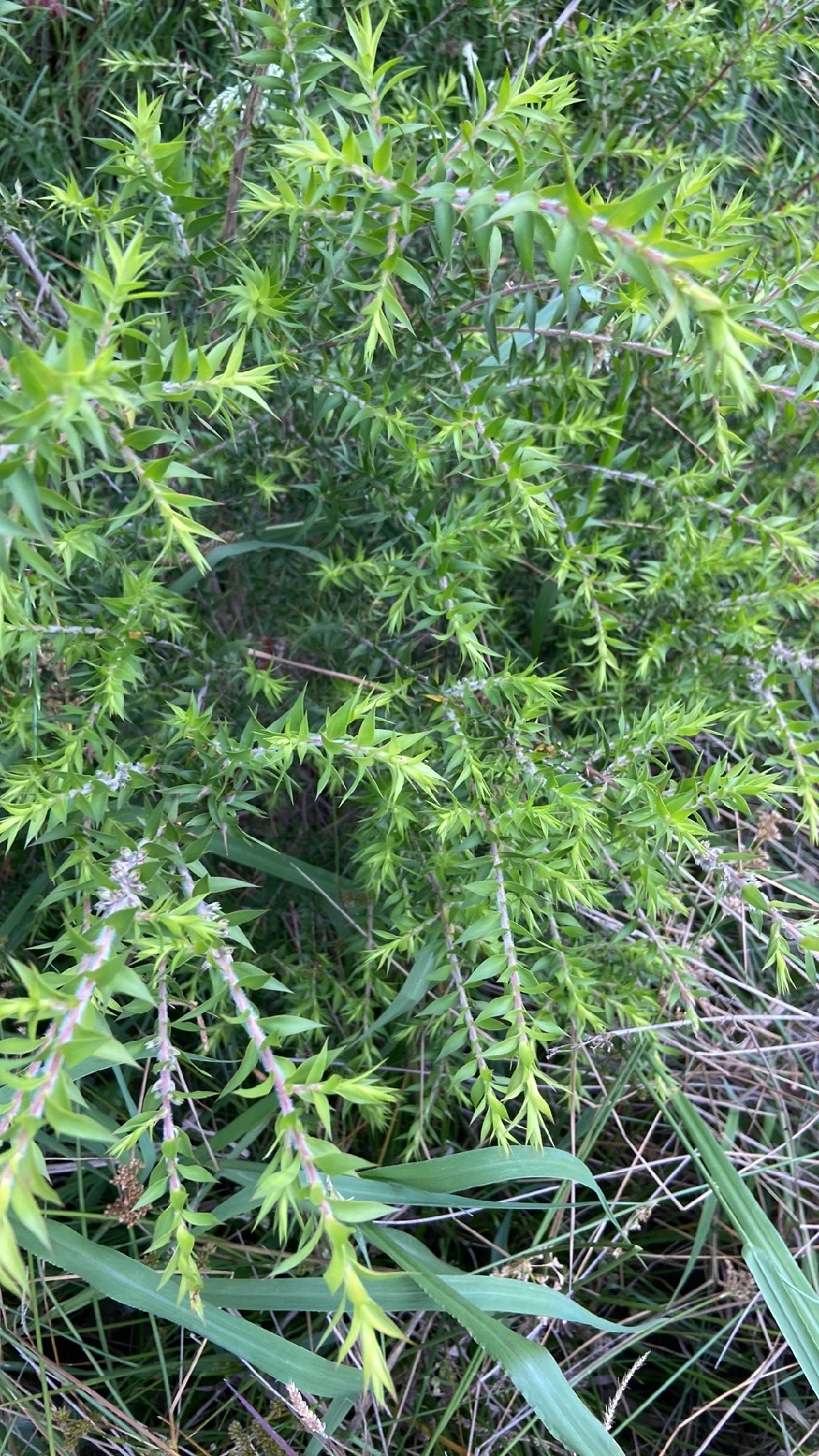 Prickly-leaved paperbark (Melaleuca styphelioides) Flower, Leaf, Care ...
