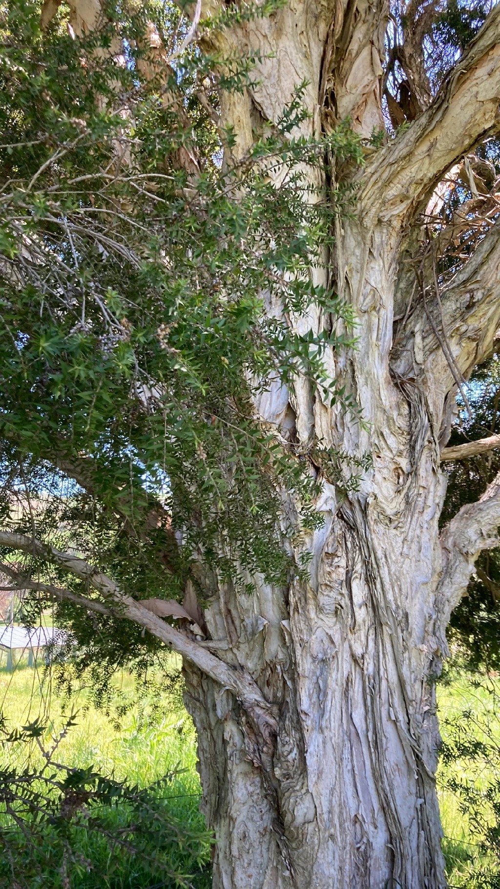 Prickly-leaved paperbark (Melaleuca styphelioides) Flower, Leaf, Care ...