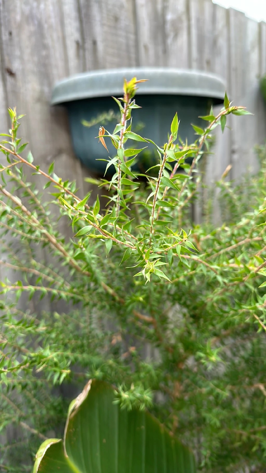 Prickly-leaved paperbark (Melaleuca styphelioides) Flower, Leaf, Care ...
