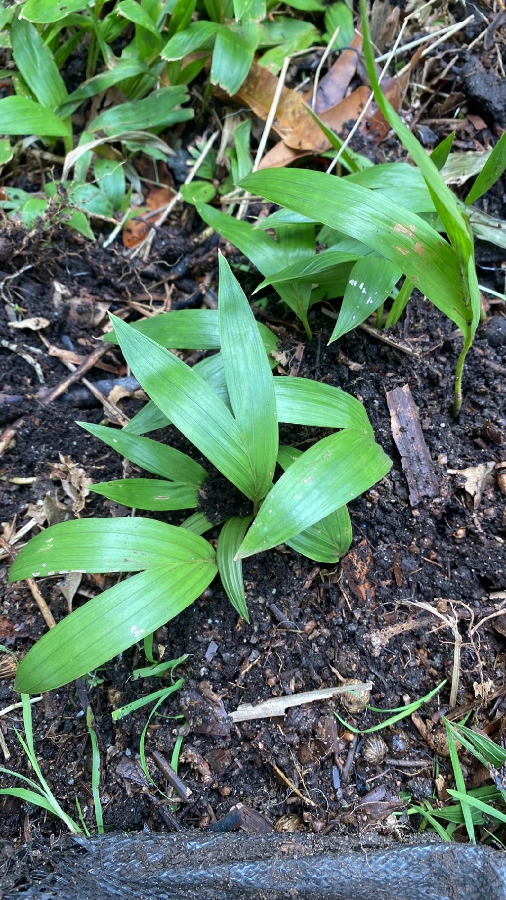 Archontophoenix cunninghamiana 照顧，種植，繁殖，開花時間 - PictureThis
