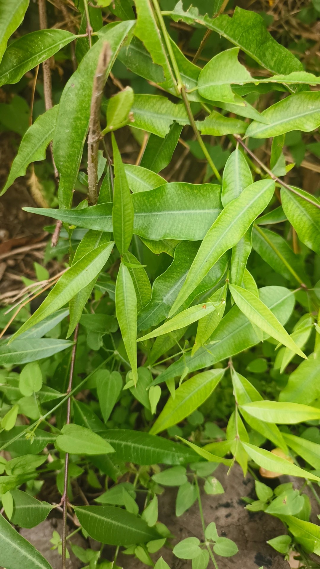 Chinese silk vine (Periploca sepium) Flower, Leaf, Care, Uses - PictureThis