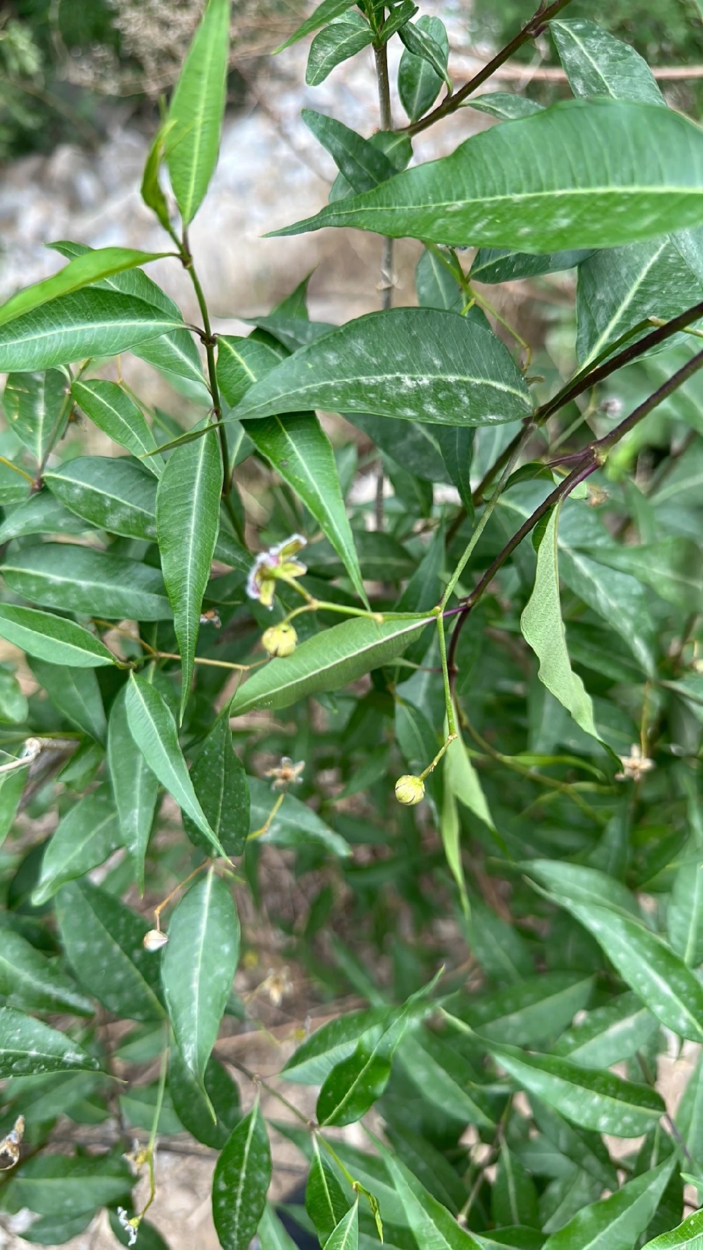 Chinese silk vine (Periploca sepium) Flower, Leaf, Care, Uses - PictureThis