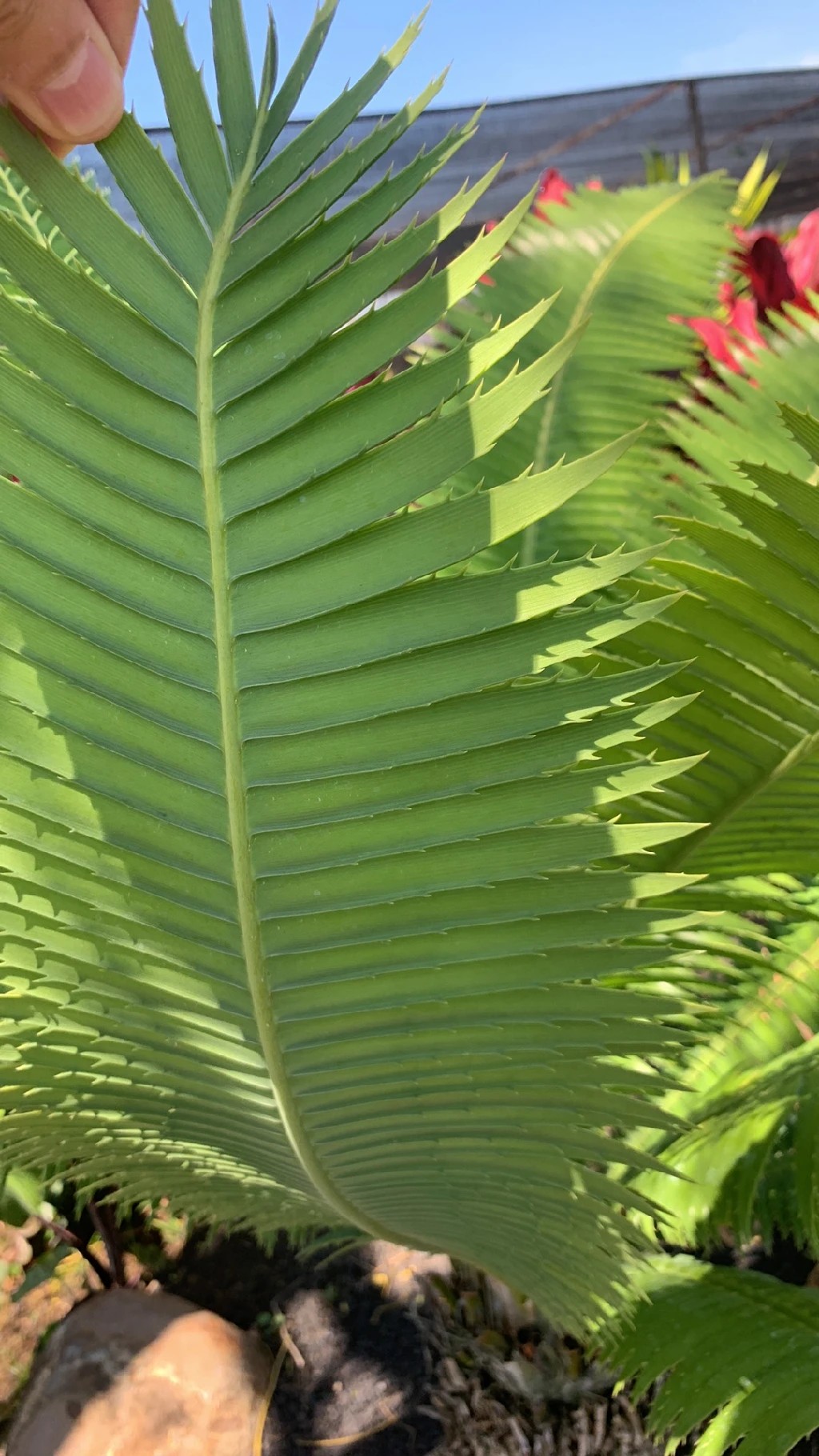 Dioon edule 花言葉，毒性，よくある質問 - PictureThis