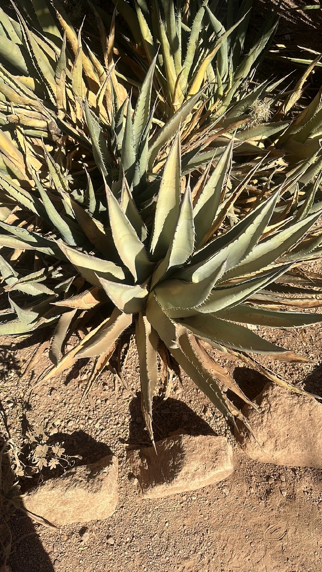 Agave deserti - PictureThis