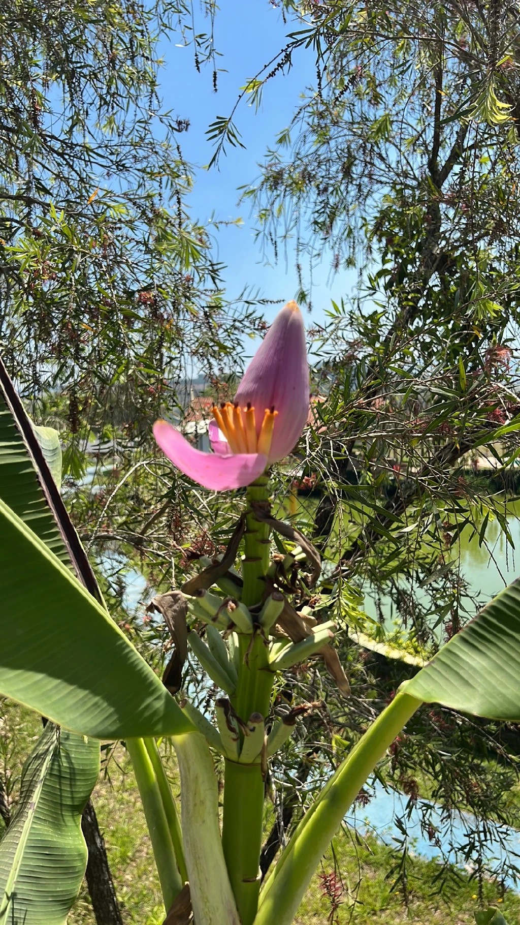 Musa ornata - PictureThis