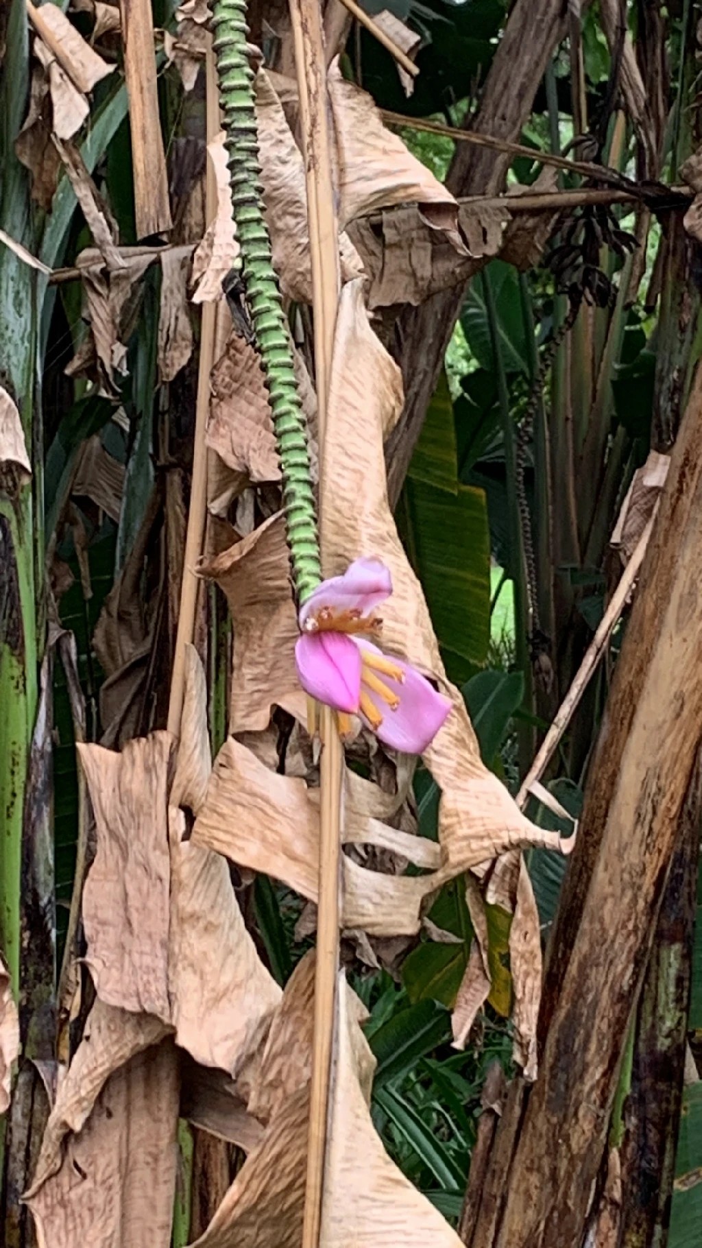 Musa ornata - PictureThis