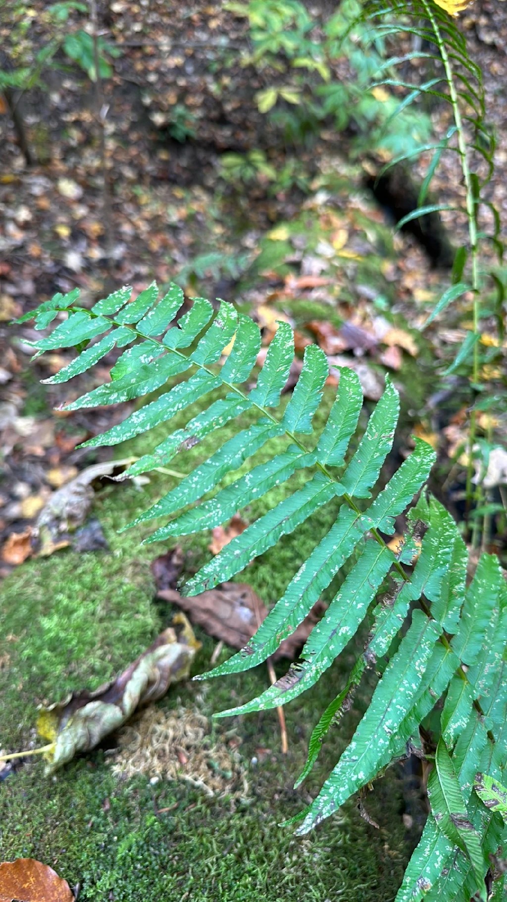 Glade fern (Homalosorus pycnocarpos) Flower, Leaf, Care, Uses - PictureThis