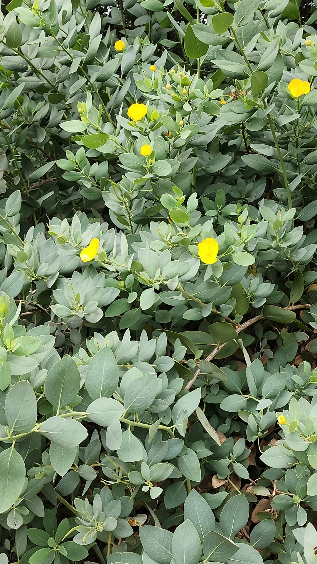 Dendromecon harfordii 照顧，種植，繁殖，開花時間 - PictureThis