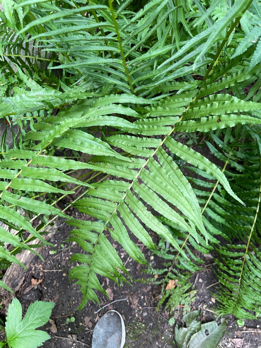 Glade fern (Homalosorus pycnocarpos) Flower, Leaf, Care, Uses - PictureThis