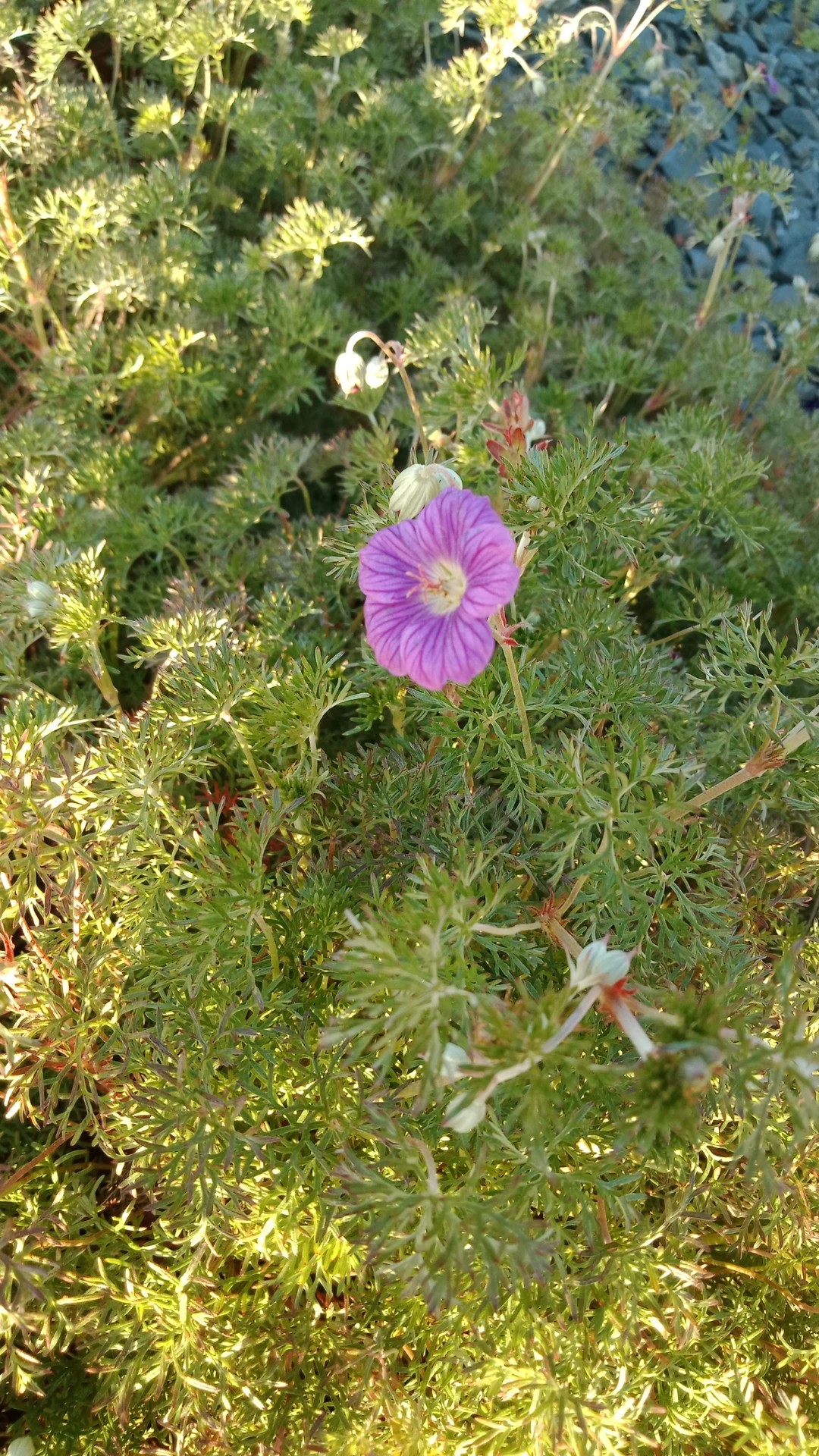 Geranium incanum - PictureThis