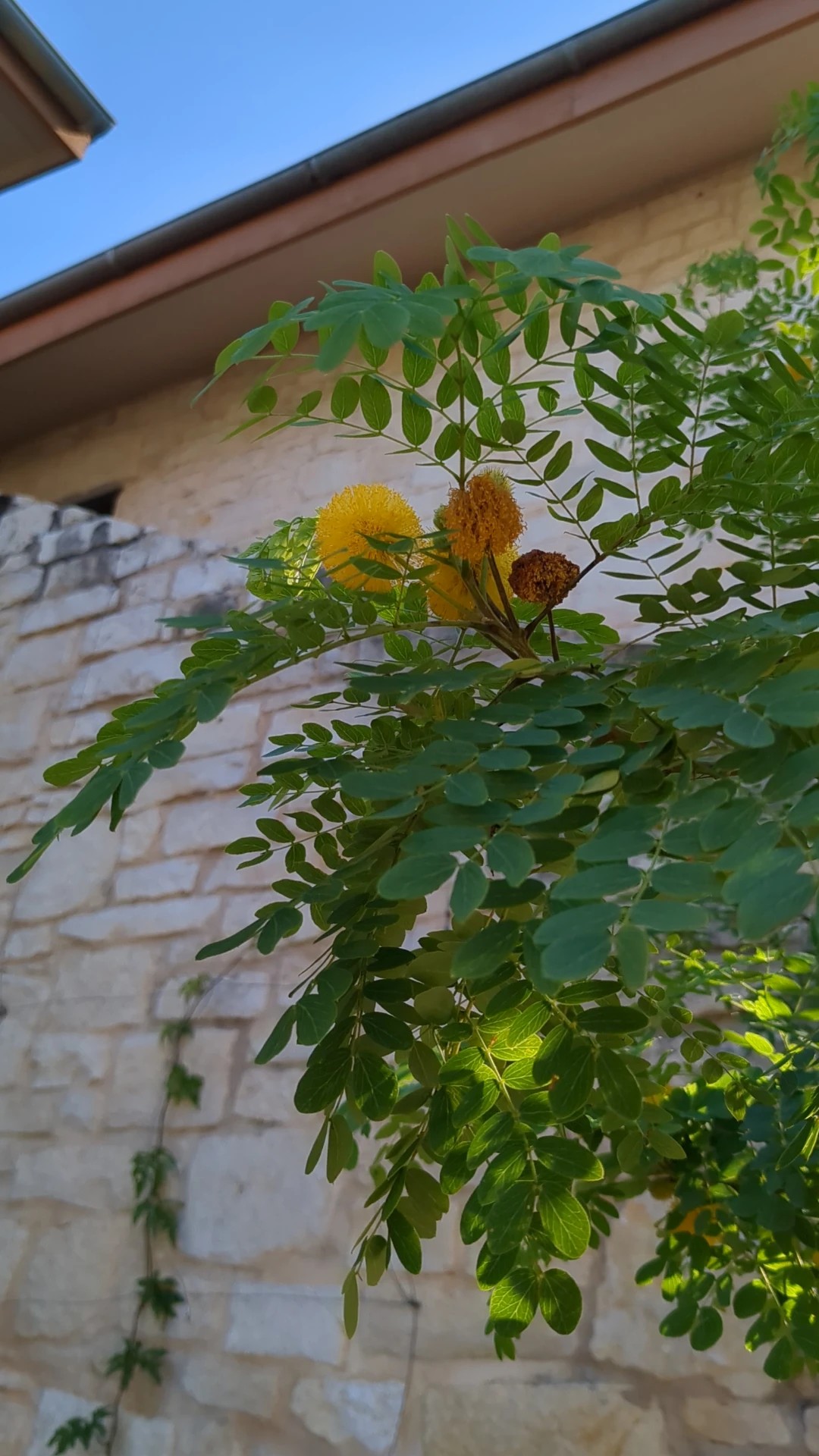 Leucaena retusa 照顧，種植，繁殖，開花時間 - PictureThis