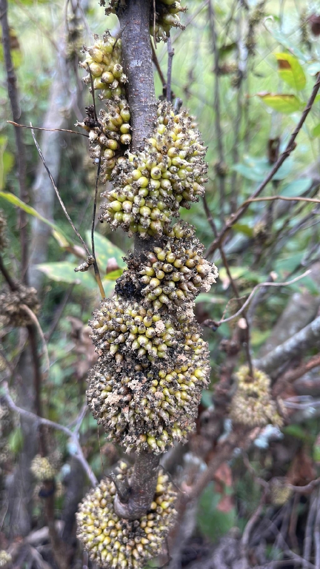 Cuscuta compacta 照顧，種植，繁殖，開花時間 - PictureThis