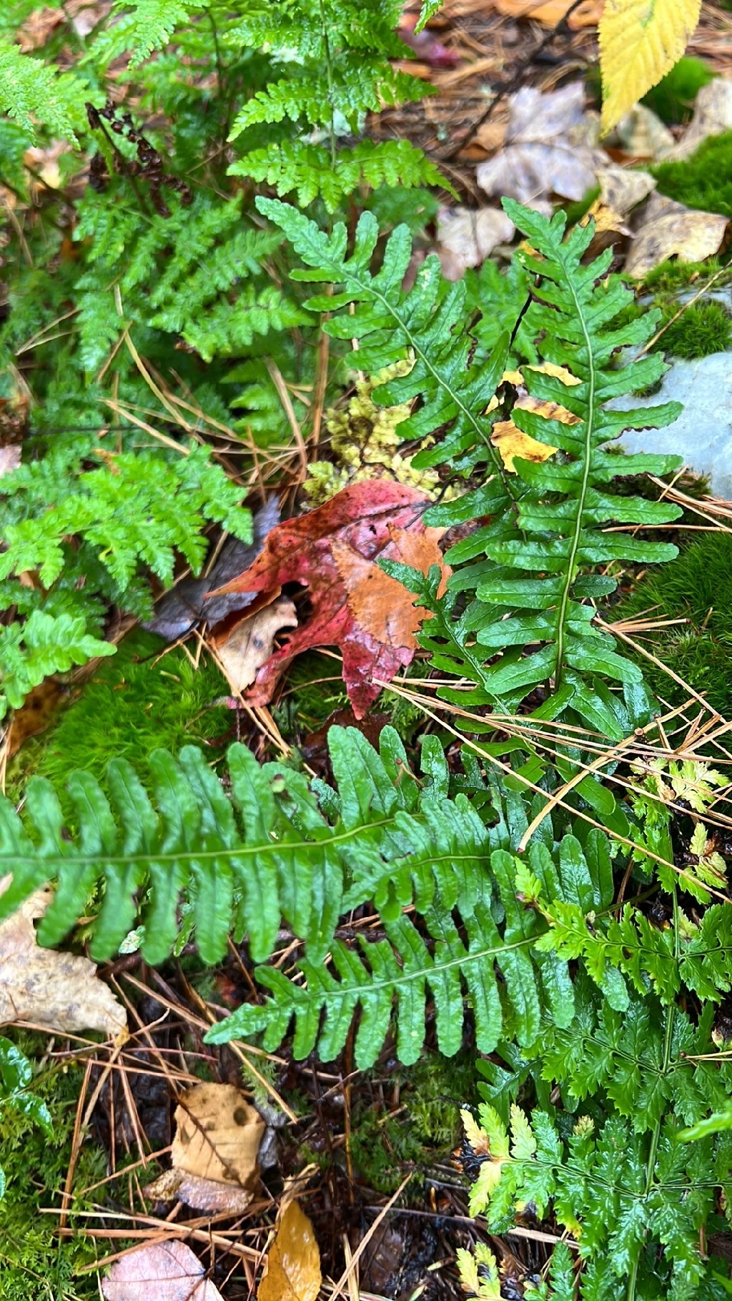 Rock polypody (Polypodium virginianum) Flower, Leaf, Care, Uses ...