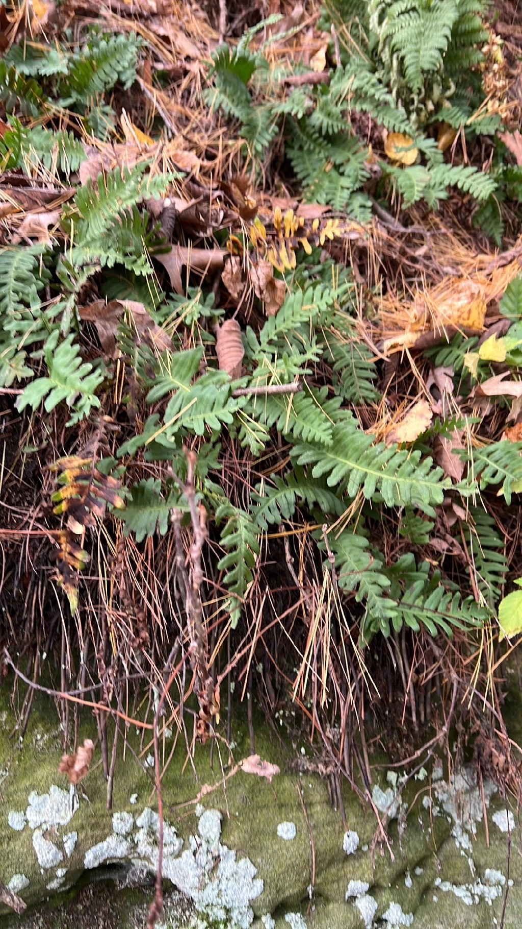 Rock polypody (Polypodium virginianum) Flower, Leaf, Care, Uses ...