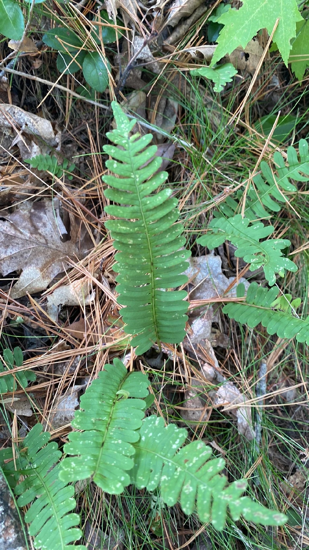 Rock polypody (Polypodium virginianum) Flower, Leaf, Care, Uses ...