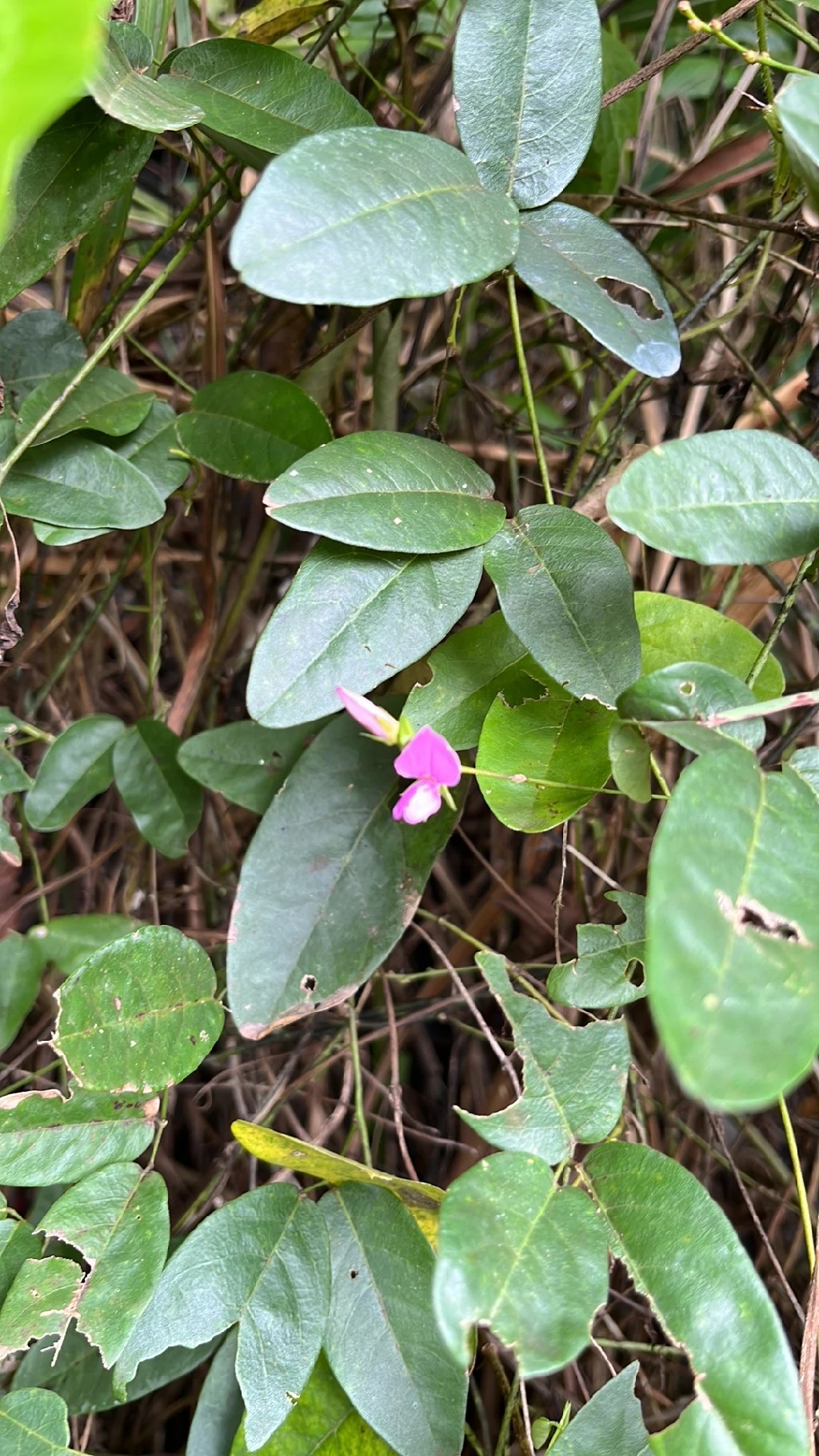 Galactia regularis - PictureThis