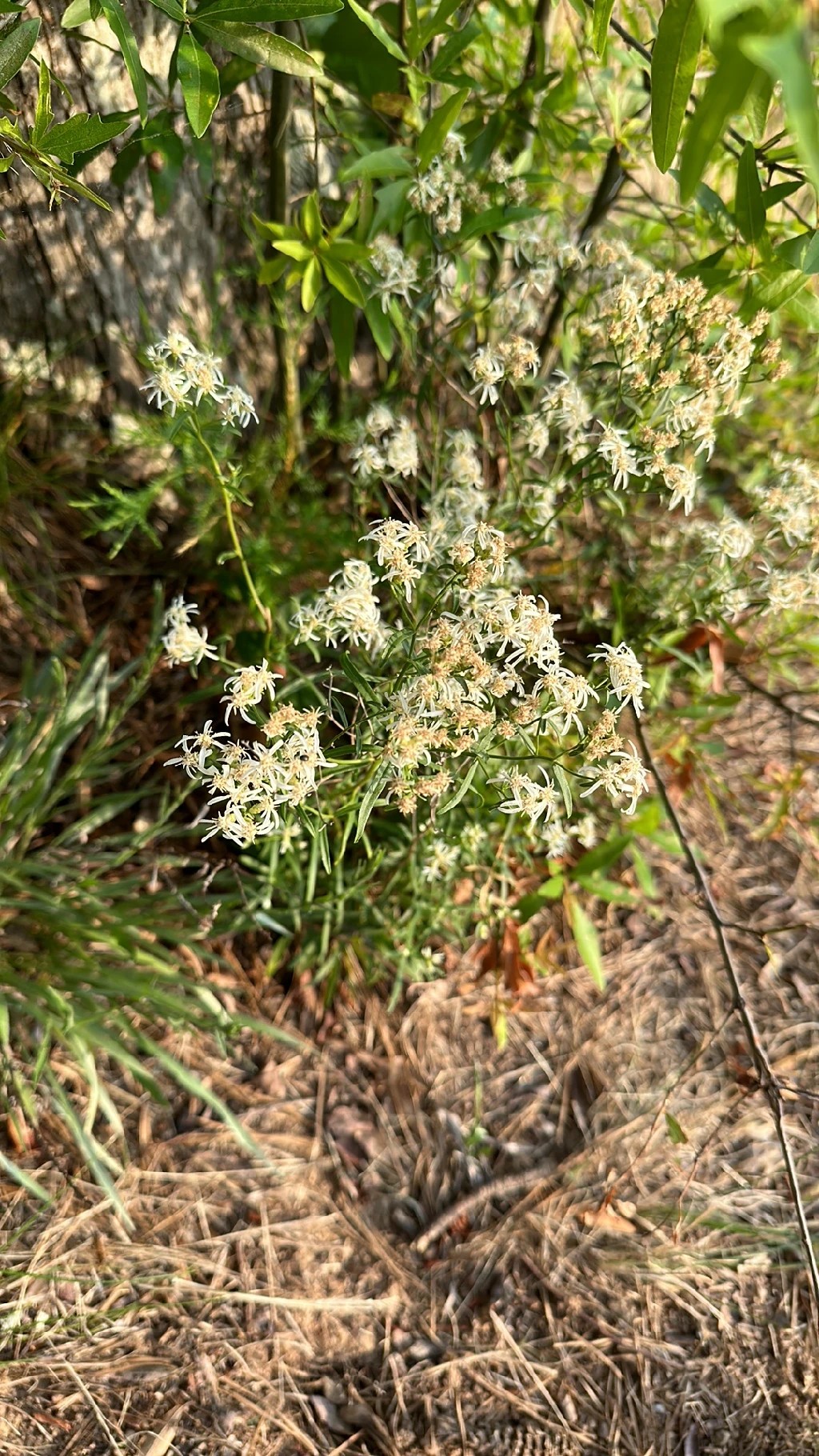 Sericocarpus linifolius - PictureThis