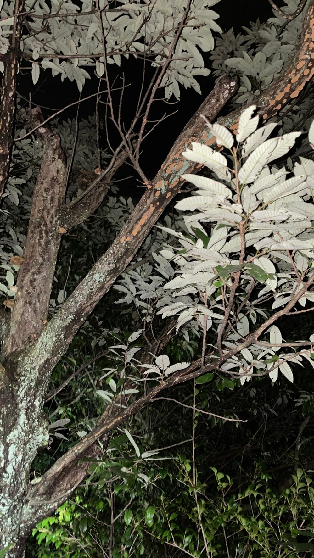 Quercus variabilis - PictureThis