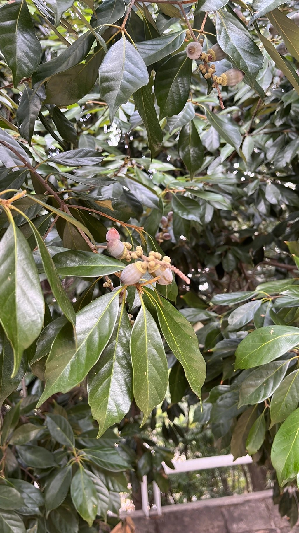 How to Plant and Grow Japanese oak(Lithocarpus glaber)