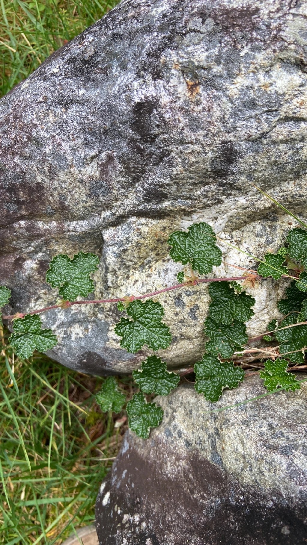 高山懸鉤子 (Rubus rolfei) 照顧，種植，繁殖，開花時間 - PictureThis