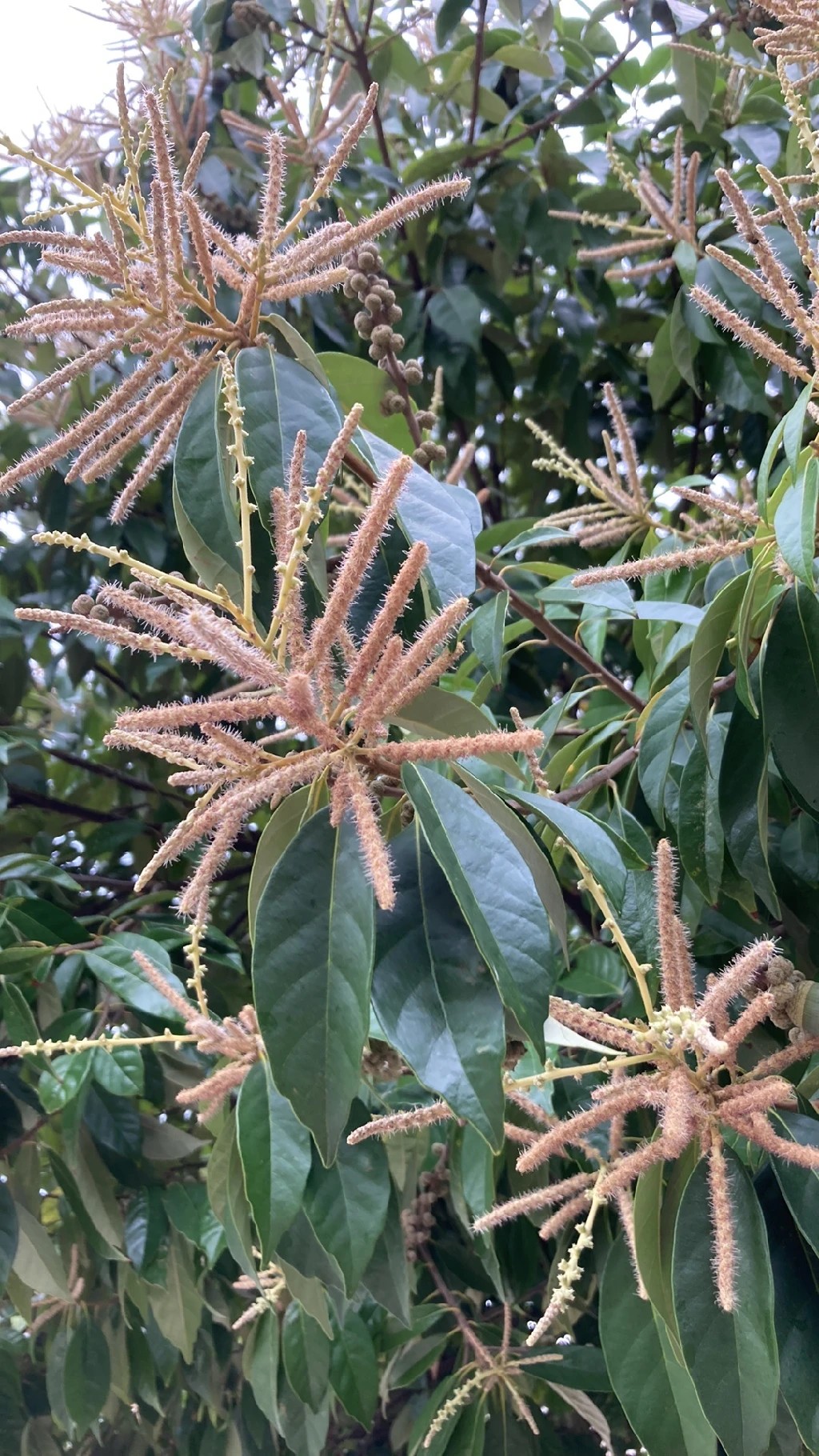 How to Plant and Grow Japanese oak(Lithocarpus glaber)