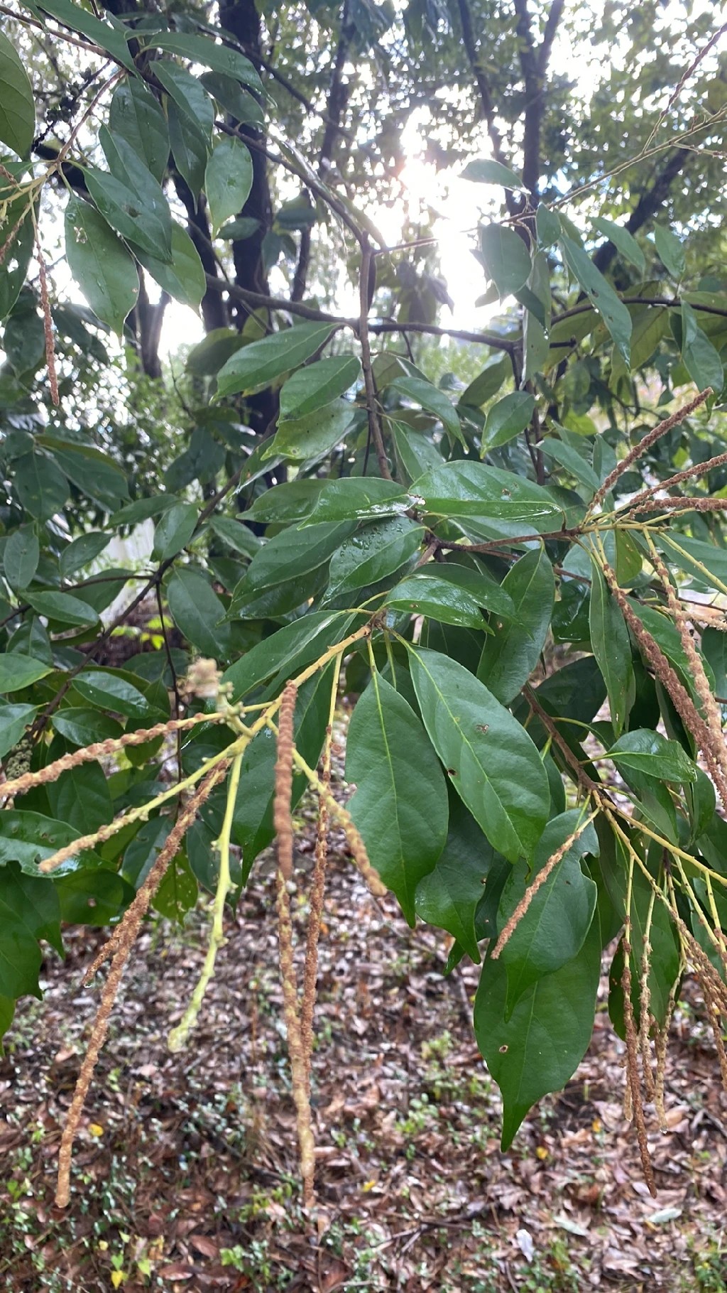 Lithocarpus glaber - PictureThis