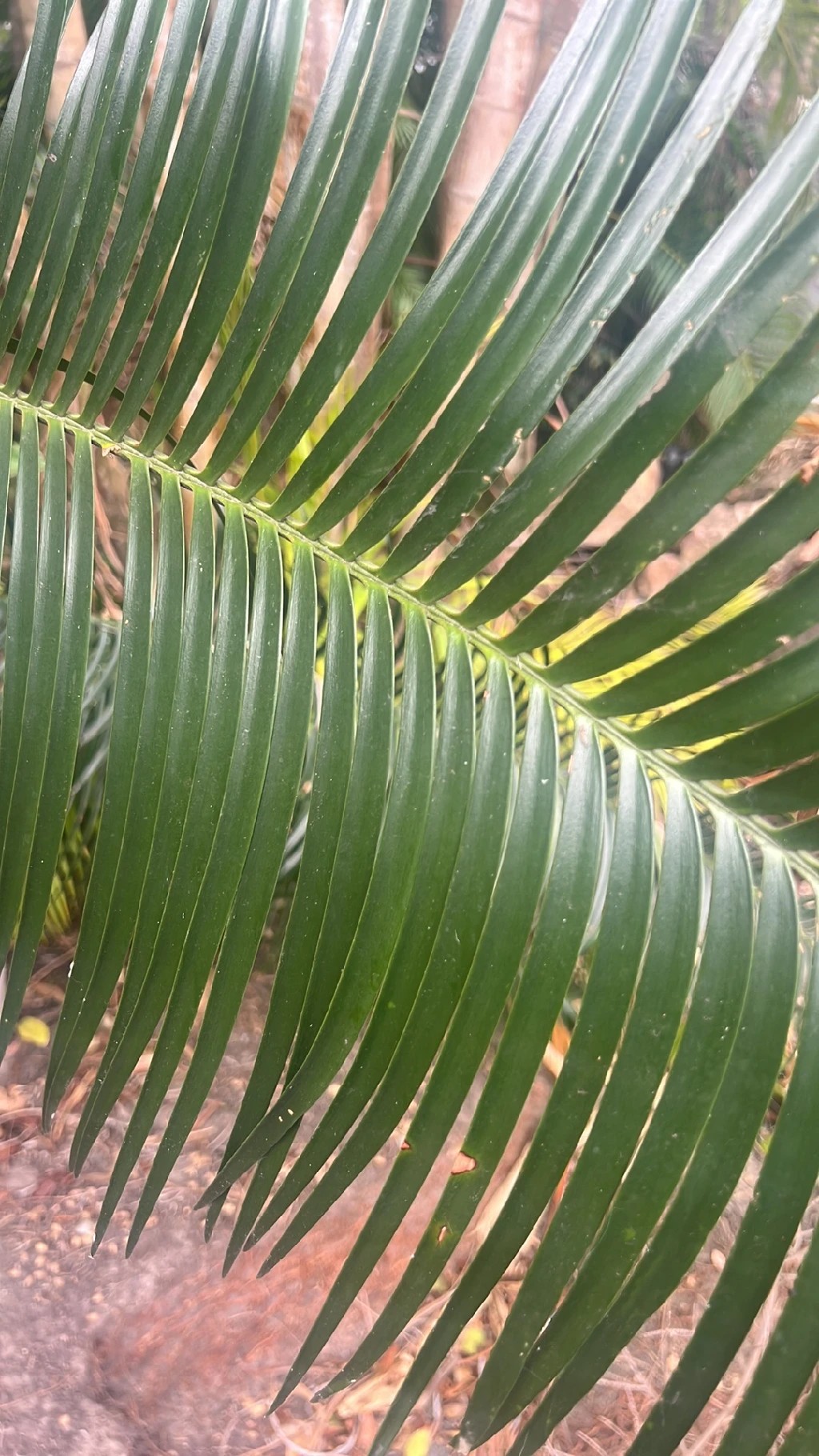Lepidozamia peroffskyana - PictureThis
