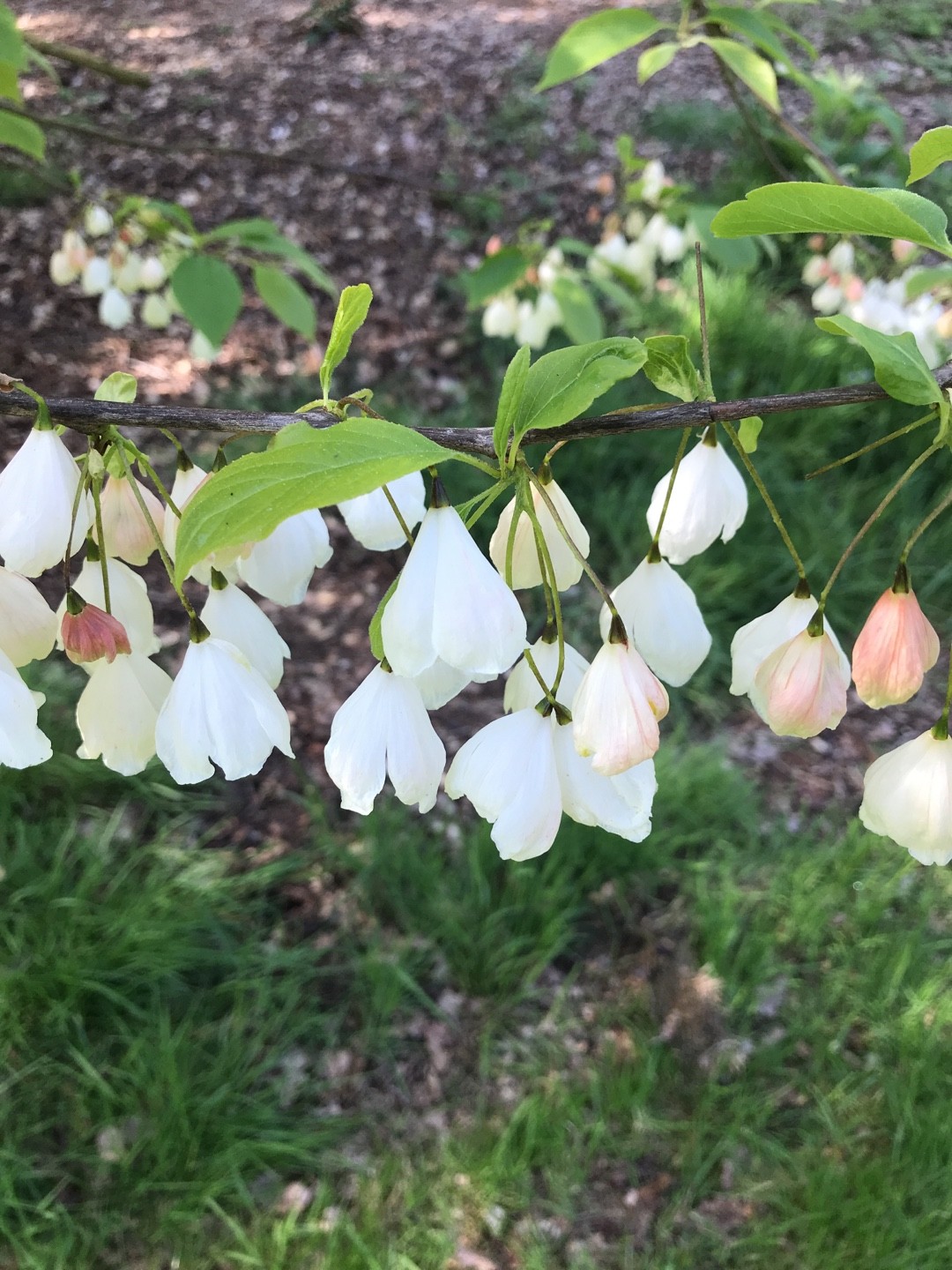 Halesia tetraptera (Halesia tetraptera) - PictureThis
