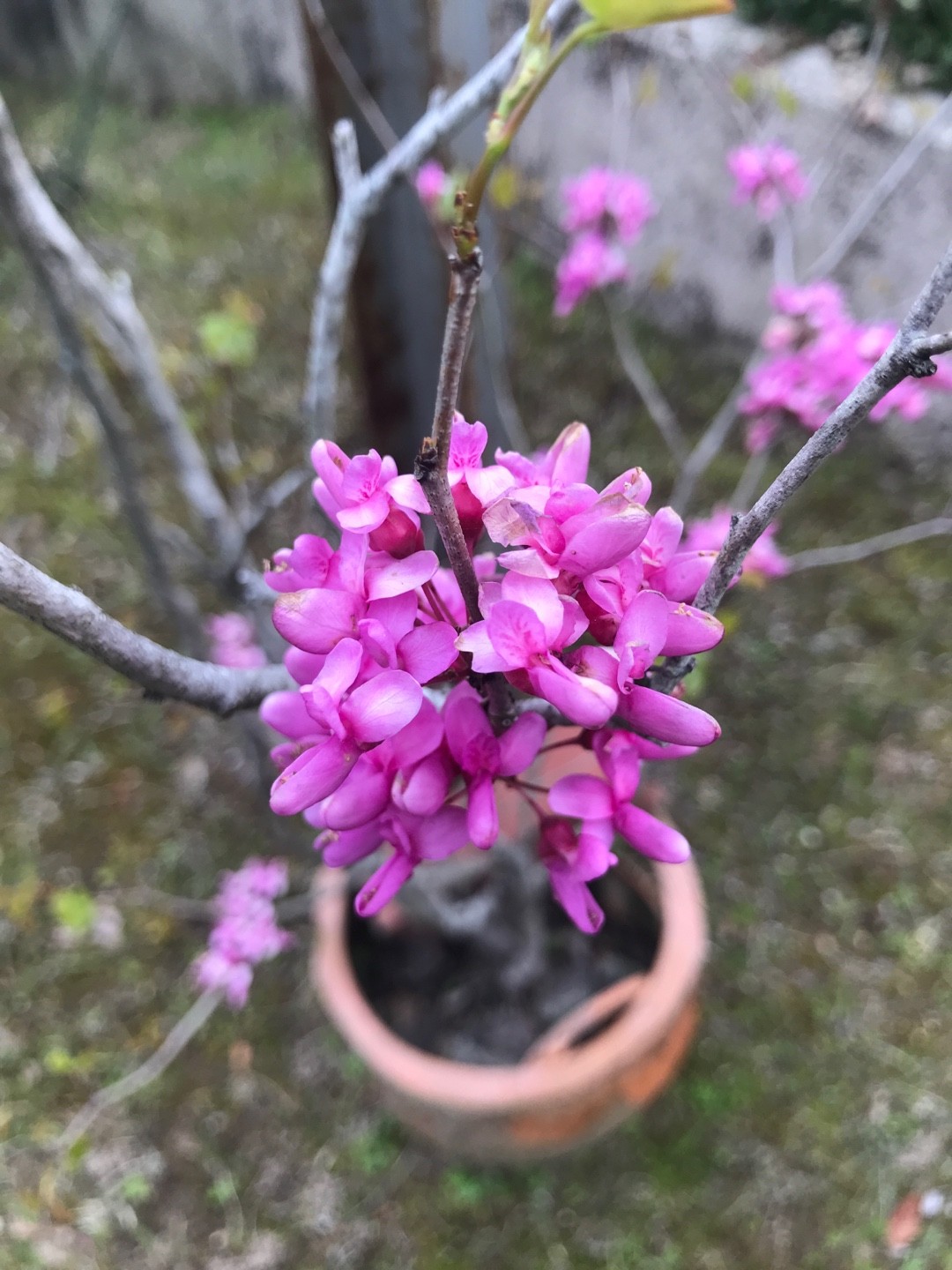 Cercis canadensis var. texensis - PictureThis