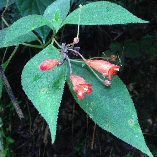 Moussonia deppeana - PictureThis