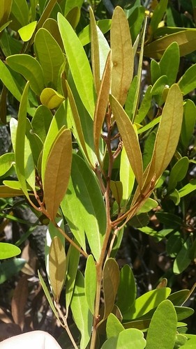 Persea humilis - PictureThis