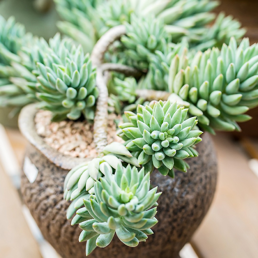 ×Sedeveria - PictureThis