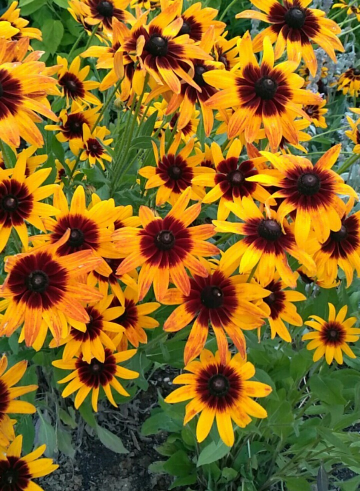 Rudbeckia hirta 'Cappuccino' - PictureThis