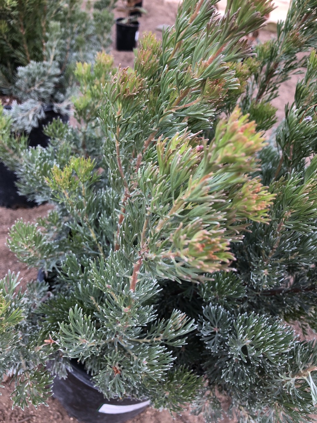 Arbusto woolly (Adenanthos sericeus) - PictureThis