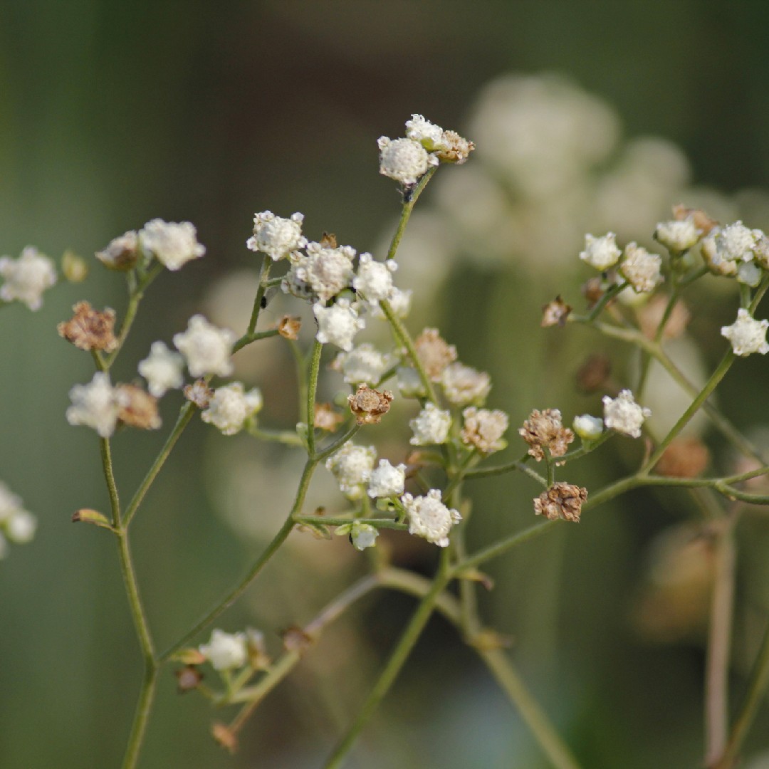 Parthenium hysterophorus - PictureThis