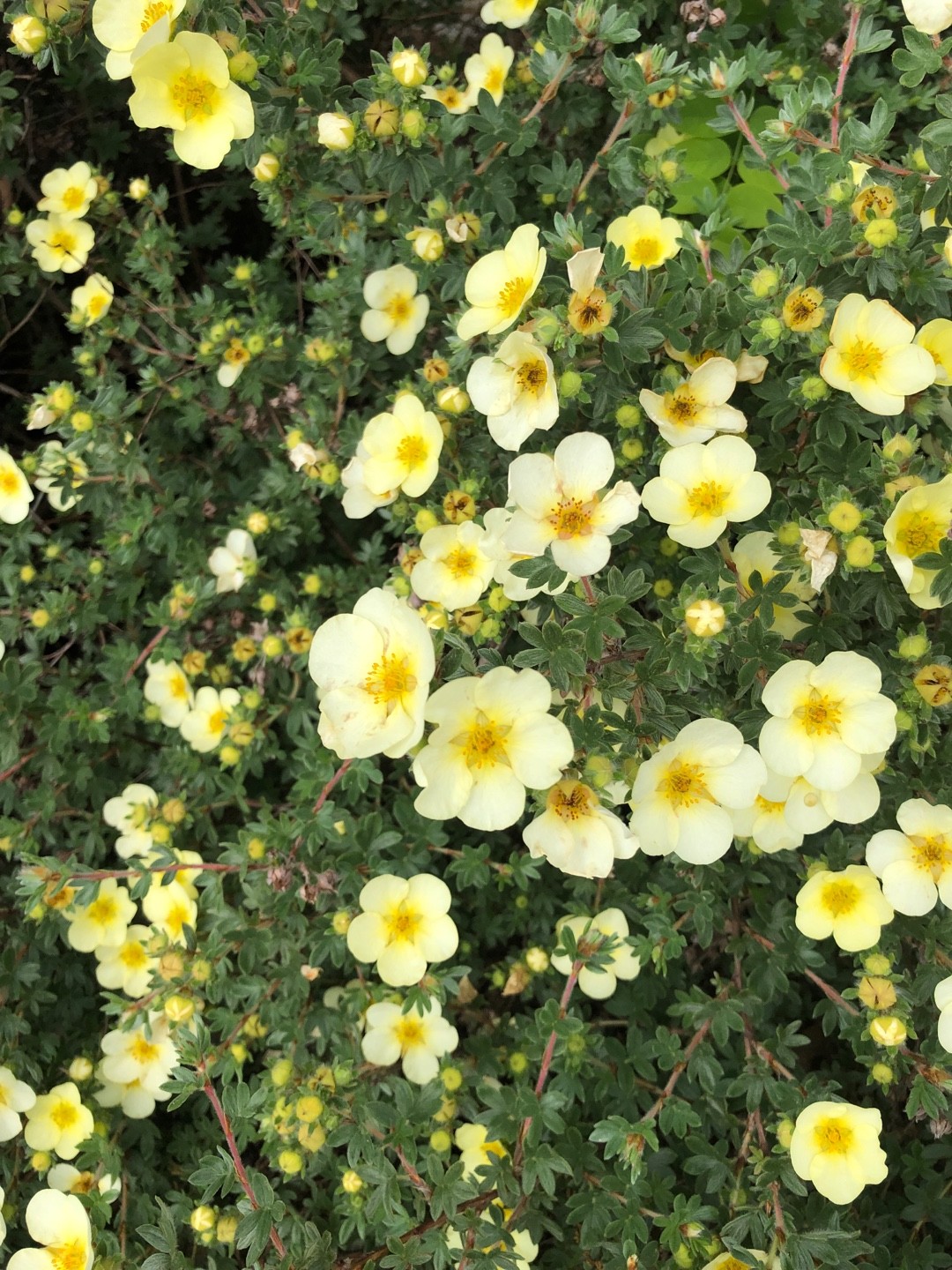 Potentilla (Potentilla) - PictureThis