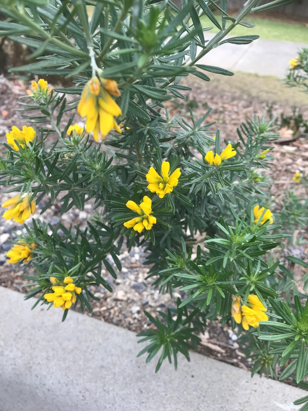 Genista linifolia - PictureThis