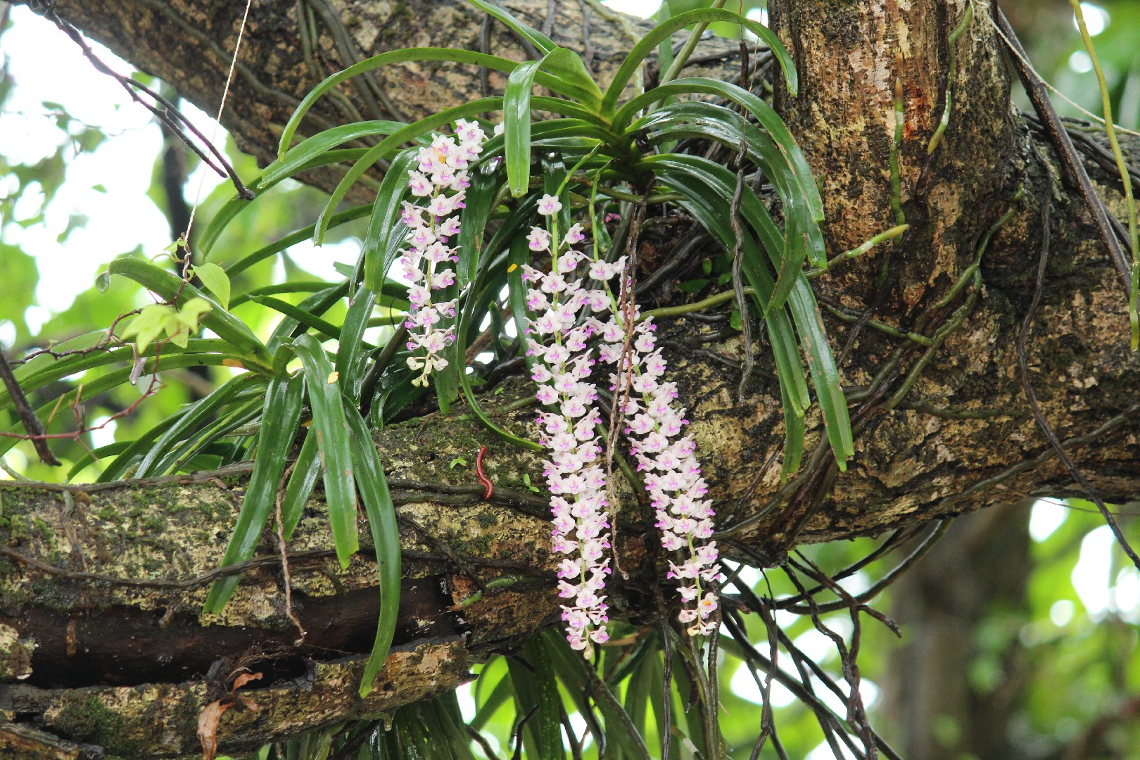Rhynchostylis retusa - PictureThis