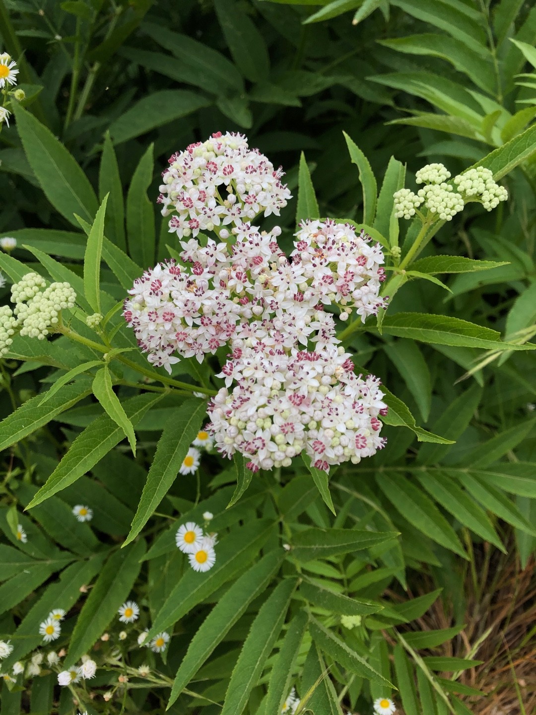 Zwerg-holunder (Sambucus ebulus) - PictureThis