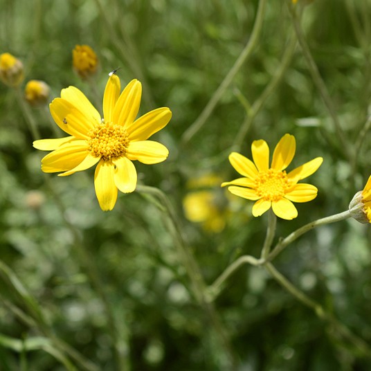 Where is common Woolly Sunflower native? - PictureThis