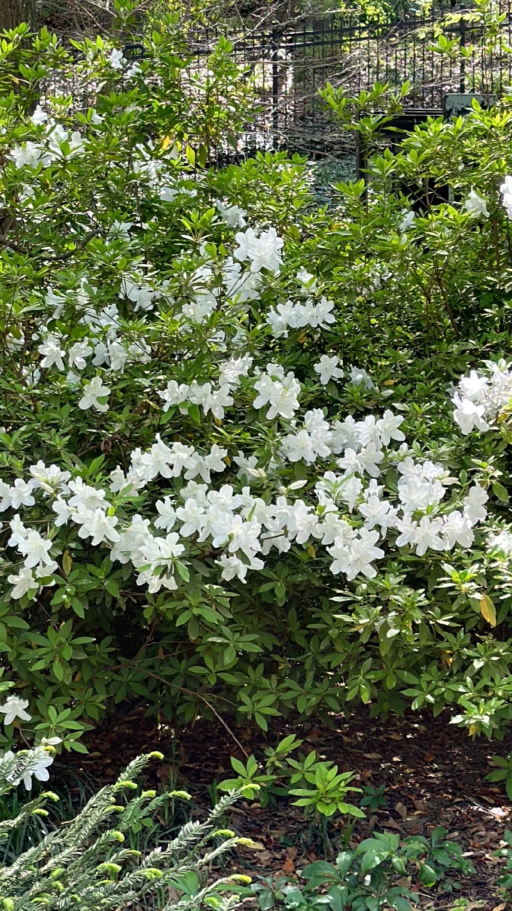 Paisajismo Con Azaleas Blancas Cómo Cuidar Las Azaleas: