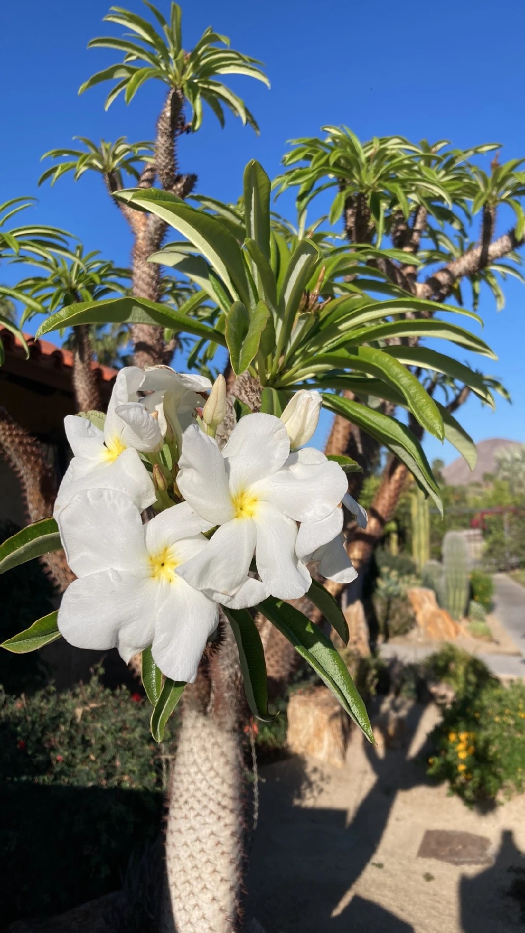 Plantas De Palmeras De Madagascar GardenCrafters Blog | Pleasanton