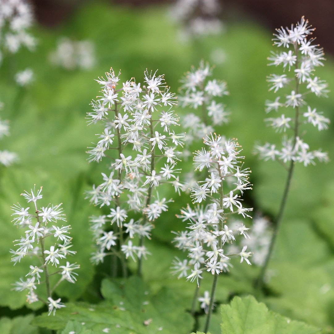 Quelle est la température la plus basse qu'un tiarelle cordifoliée peut ...