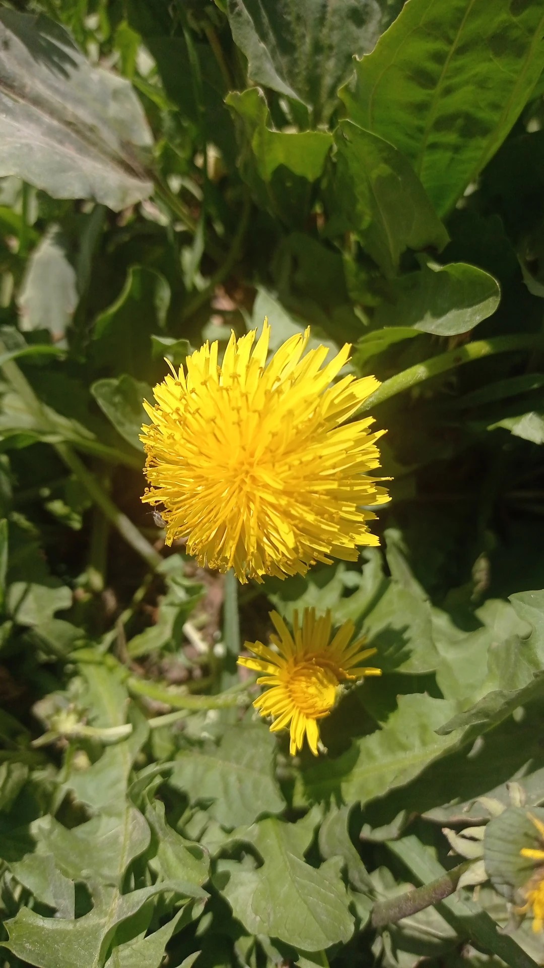 Fotos De La Flor Del Diente De León Ayuda! ¿Un Diente De León