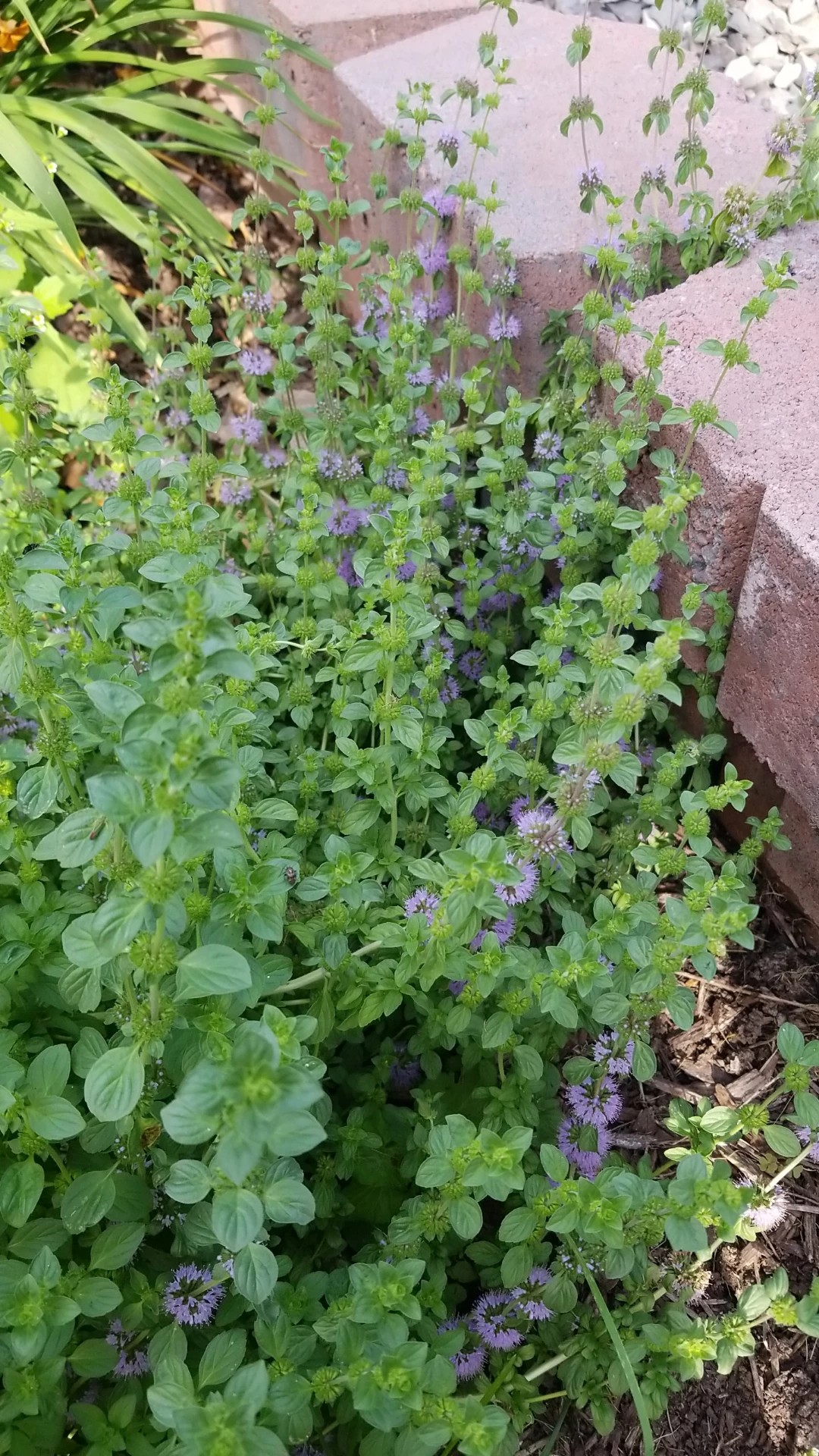 Planta De Poleo